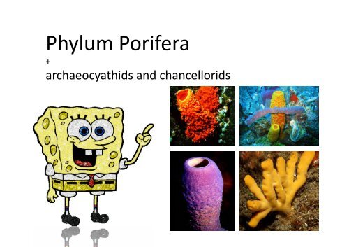 Phylum Porifera