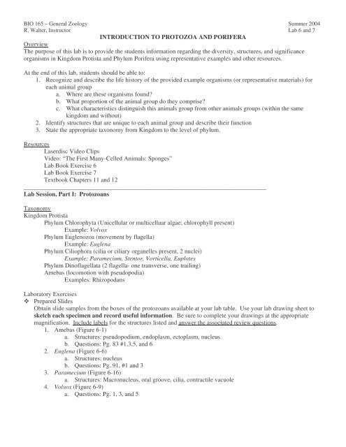 Protozoa/Porifera lab