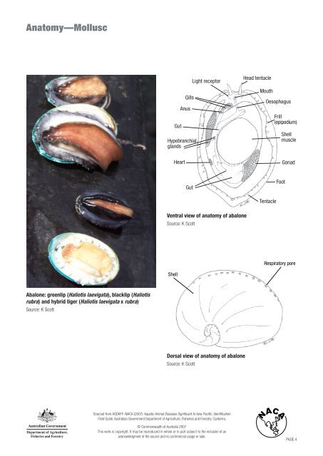 Mollusca Anatomy