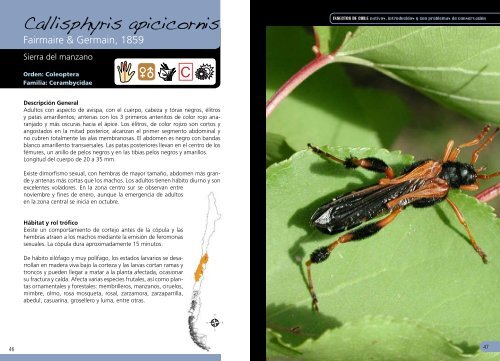 Callisphyris apicicornis