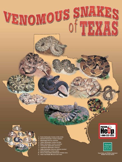 Venomous Snakes of Texas
