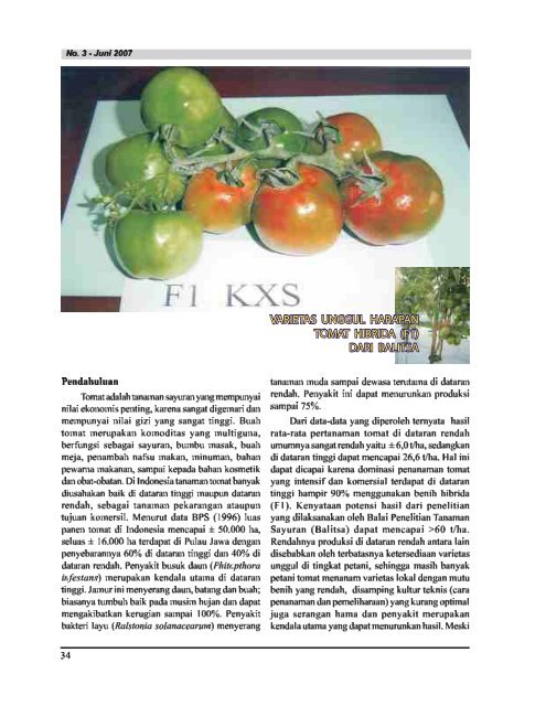 Varietas Unggul Harapan Tomat Hibrida (F1) dari Balitsa - Hortikultura