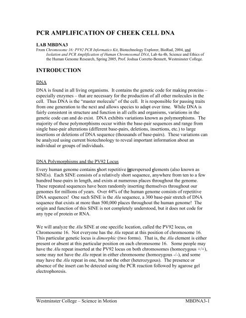 PCR Amplification of Cheek Cell DNA - Westminster College
