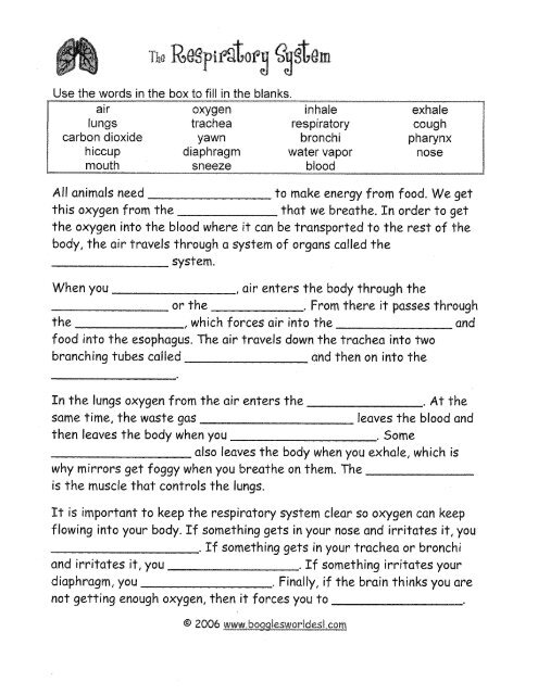Respiratory System Worksheets pdf
