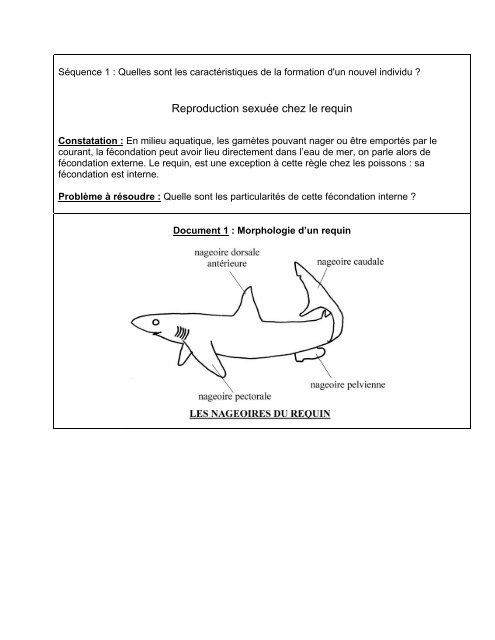 Reproduction sexuÃ©e chez le requin