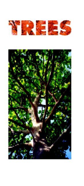 Mature tree guide - Sacramento Tree Foundation Mature tree guide - Sacramento Tree Foundation