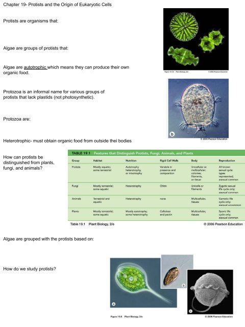 Golden Algae Protist