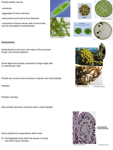 Protists