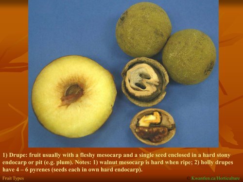 Drupe Fruit Examples