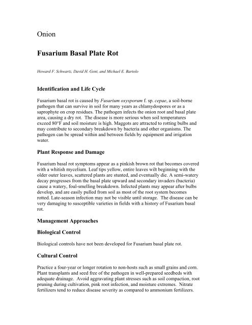 Onion - Fusarium Basal Plate Rot - Bugwood