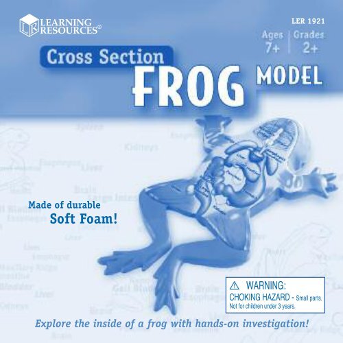 Cross-Section Frog Model - Learning Resources