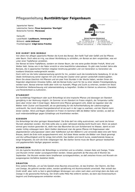 Ficus benjamina 'Starlight' - Bonsai.de