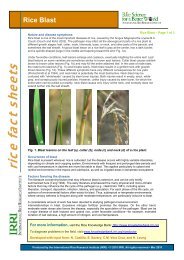 Rice Grassy Stunt - Rice Knowledge Bank - International Rice ...