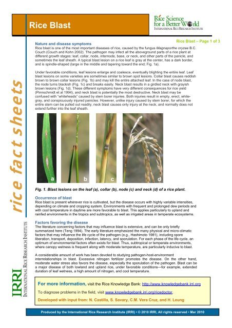 Rice Fact sheet - Rice Blast - Rice Knowledge Bank - International ...