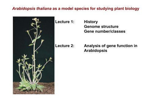 Arabidopsis thaliana as a model species for studying plant biology ...