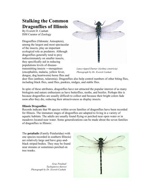 Stalking the Common Dragonflies of Wisconsin - Illinois State Museum