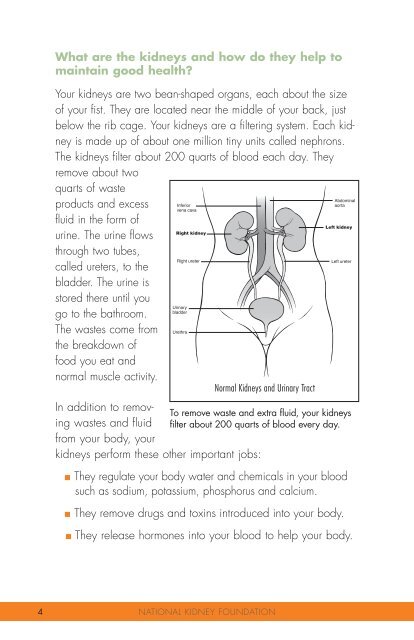 What are the kidneys and