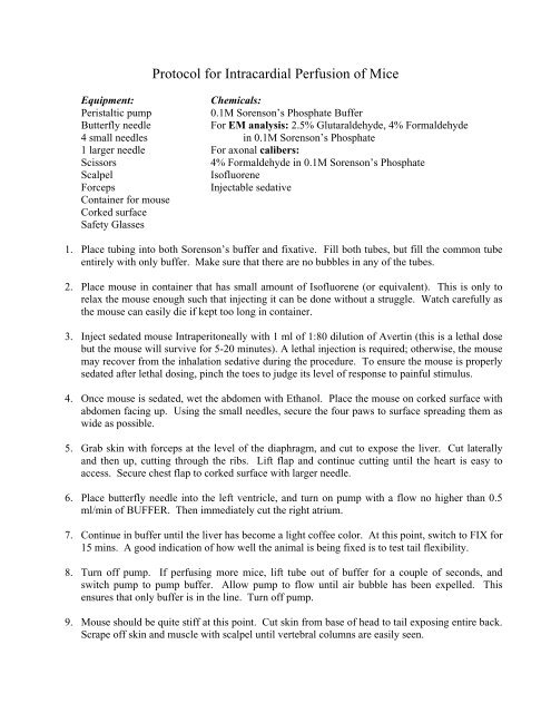 Protocol for Intracardial Perfusion of Mice - Garcia Lab at the ...
