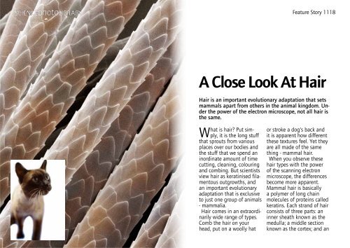 Animal Hair Under Microscope