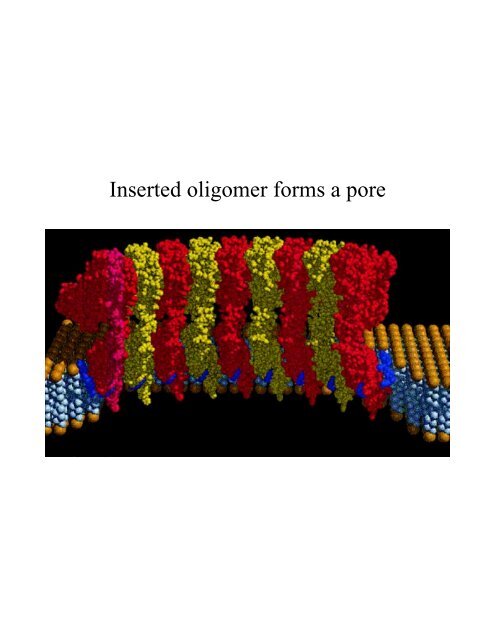 Inserted oligomer forms a