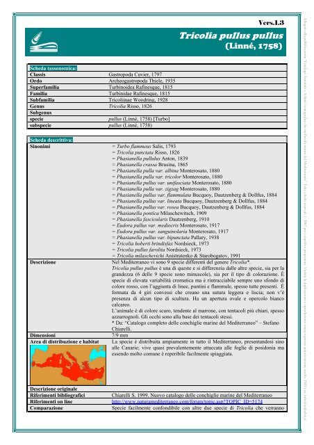 Tricolia pullus pullus - malachia