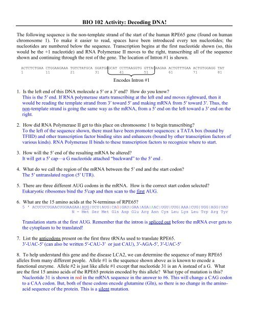 More Practice Decoding DNA