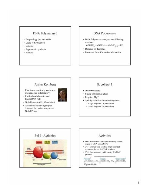 DNA Polymerase I DNA Polymerase Arthur Kornberg E. coli pol I Pol ...