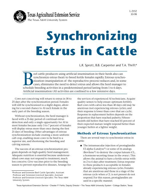Synchronizing Estrus in Cattle