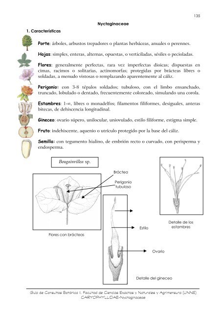 Familia: Nyctaginaceae
