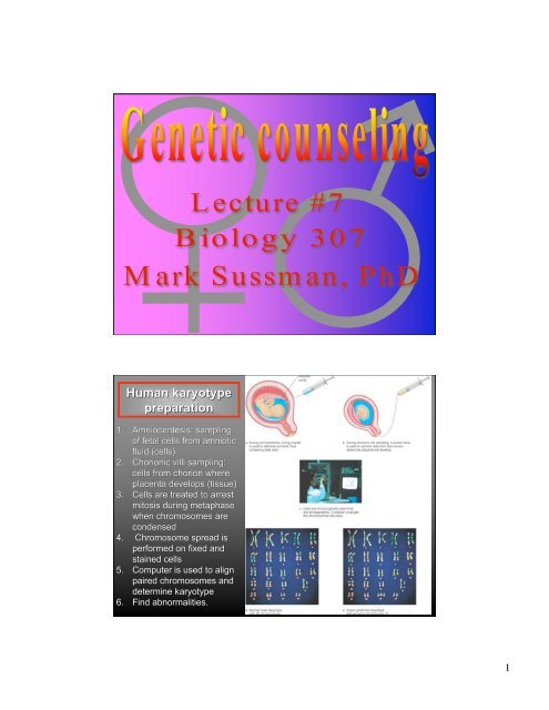 Human karyotype preparation
