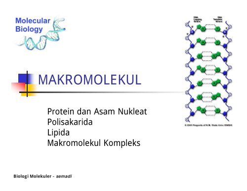 MAKROMOLEKUL