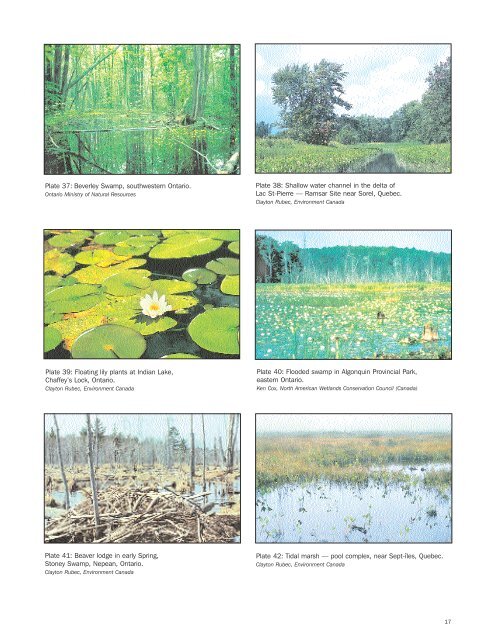 Plate 31: Basin marshes a