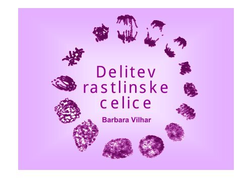 Delitev rastlinske celice