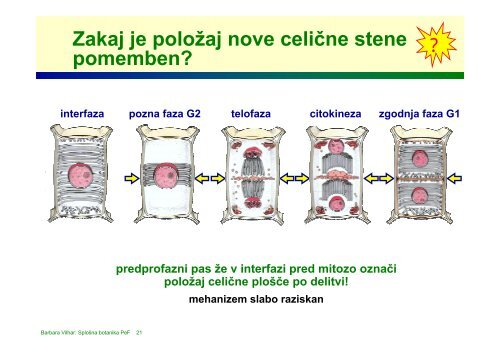 Celična rast: citoskelet