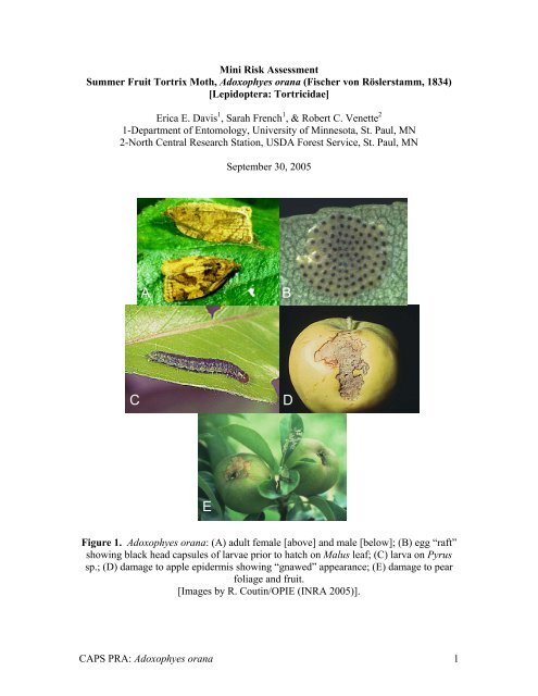 USDA - Mini Risk Assessment - Purdue Extension Entomology