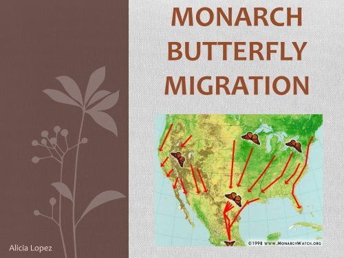 Monarch Butterfly Migration PowerPoint - Courseweb.unt.edu
