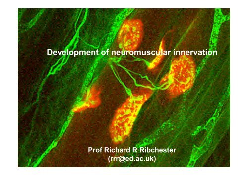 Neuromuscular Junction: Development