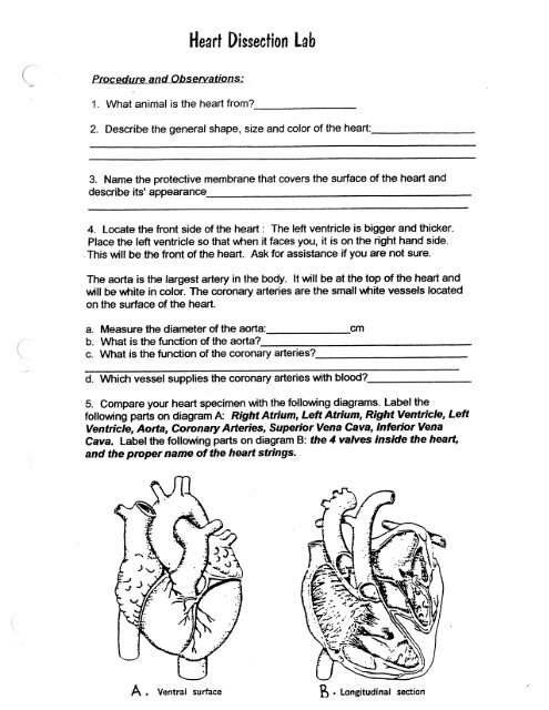 Heart Dissection Lab - Mrs Stovel