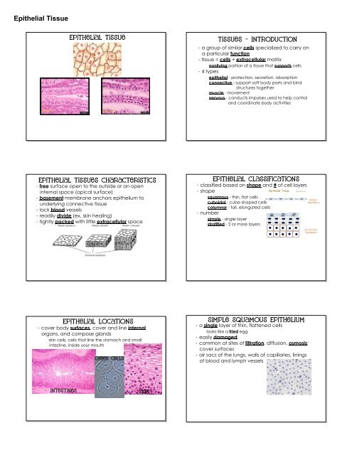Epithelial Tissue