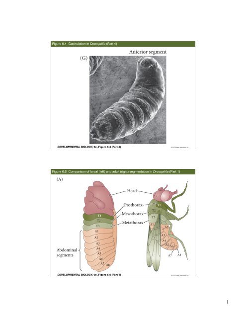 Genetics of Axis Specification in Drosophila