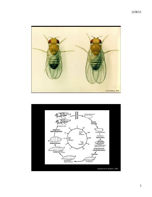 Post-embryonic development: Insect metamorphosis and regeneration