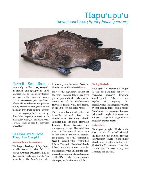 Hapu'upu'u - Hawaii Seafood