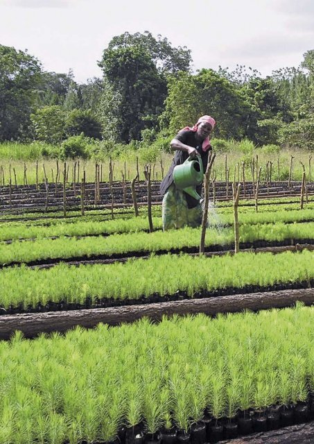 TREE PLANTING GUIDELINES FOR UGANDA 98 - SPGS