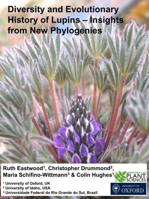 Diversity and Evolutionary History of Lupins â Insights ... - Lupins.org