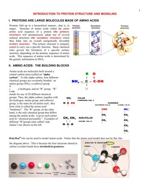 1 introduction to protein structure and modeling i. proteins are large ...