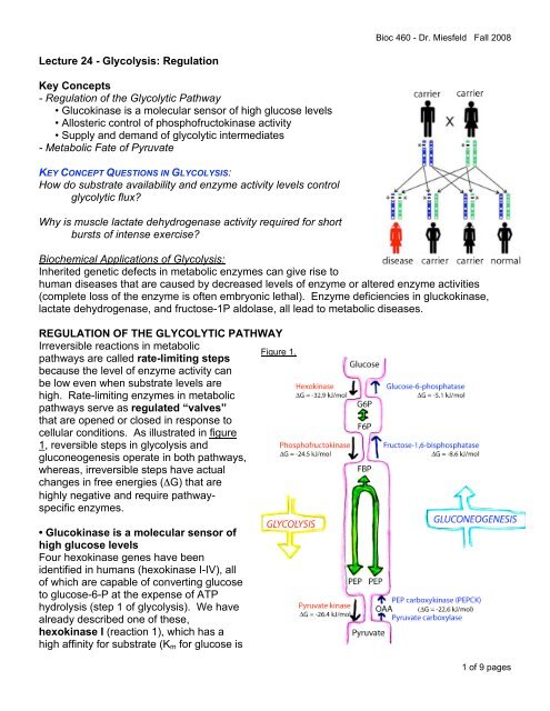 Lecture 24 - Glycolysis: Regulation Key Concepts - Regulation of the ...