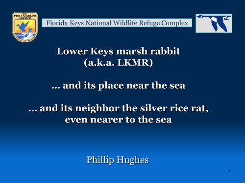 Lower Keys marsh rabbit (a.k.a. LKMR) â ¦ and its place near the sea ...