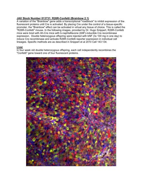 R26R-Confetti (Brainbow 2.1) - JAX Mice and Services