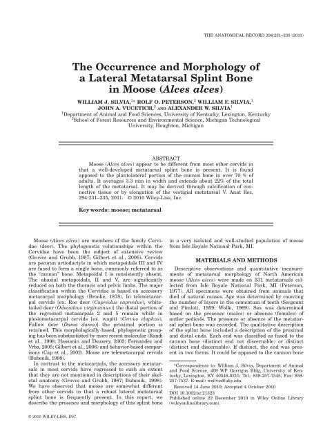 The Occurrence and Morphology of a Lateral Metatarsal Splint Bone ...