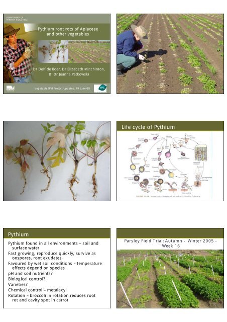 Life cycle of Pythium Pythium